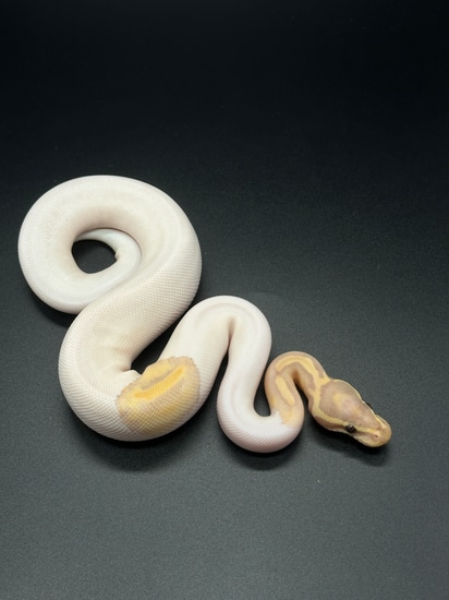 Banana Pied Pos OD/Fire Ball Python by Bomb Projects