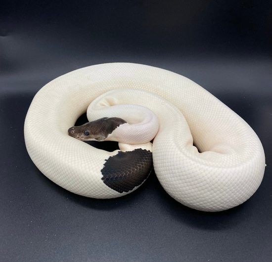 M - Proven Panda Pied Breeder Male Ball Python by Bomb Projects