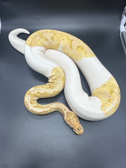 Banana Pied Ball Python by Bomb Projects