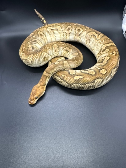 Proven Breeder Special Stranger Clown Ball Python by Bomb Projects