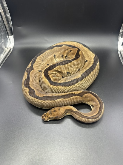 Proven Breeder Leopard Clown Pos Granite Ball Python by Bomb Projects