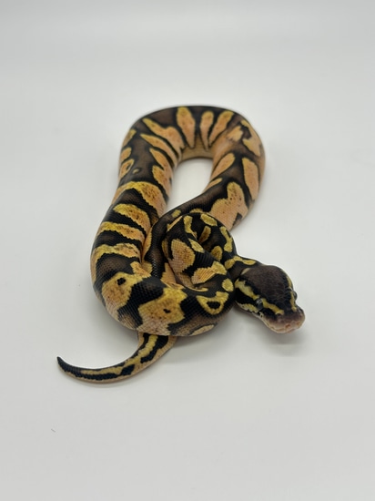 Pastel YB Calico Stranger Enchi Dbl Het Monsoon Het Pied Ball Python by ...
