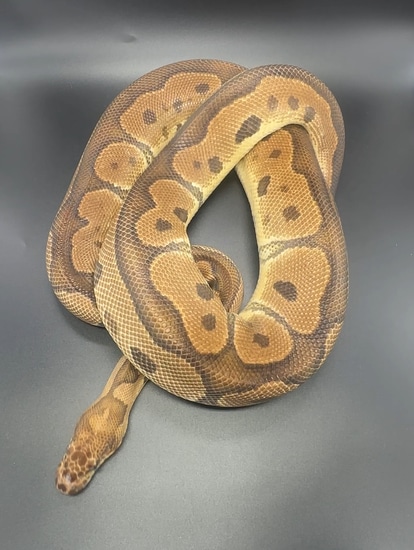 Proven Breeder - Clown Ball Python by Bomb Projects