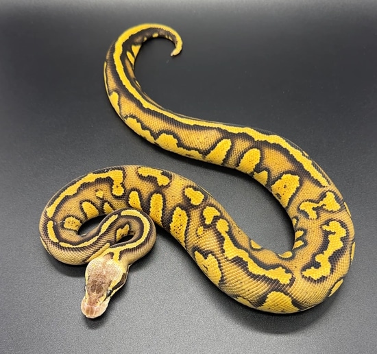 Pastel Stranger Motley Dbl Het DG/Clown Ball Python by Bomb Projects