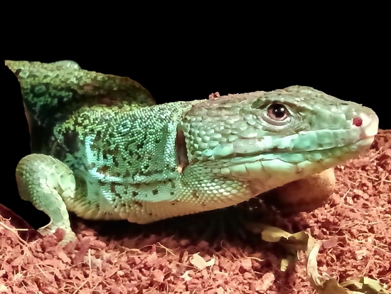 Adult Jewled Lacerta Group by Misery Bay reptiles LLC