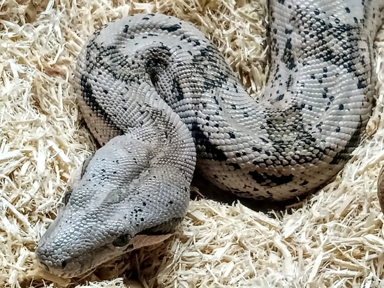 Pure Crawl Cay Boa Boa Constrictor by Misery Bay reptiles LLC