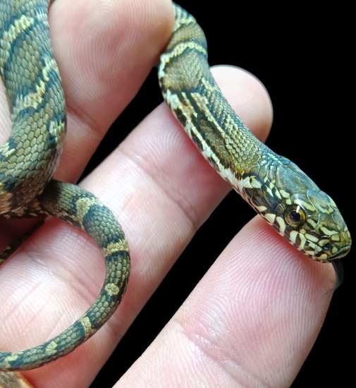 Russian Rat Snake Other Rat Snake by Misery Bay reptiles LLC
