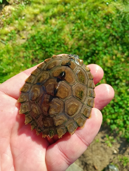 Southern Black Knob Map Turtle by Misery Bay reptiles LLC