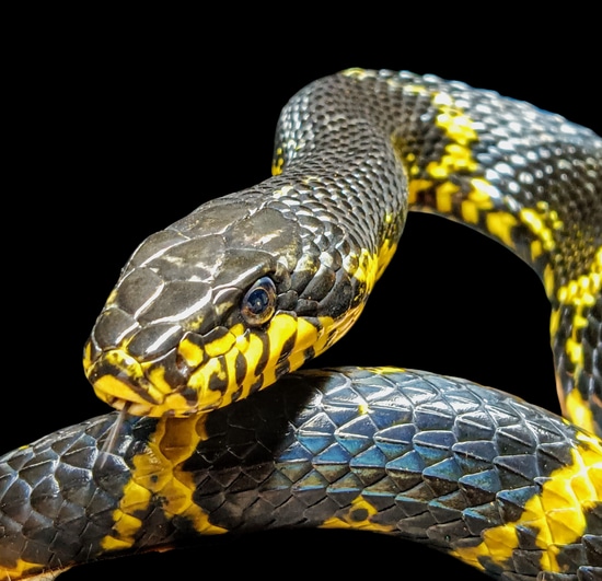 Russian Rat Snake Pair Other Rat Snake by Misery Bay reptiles LLC