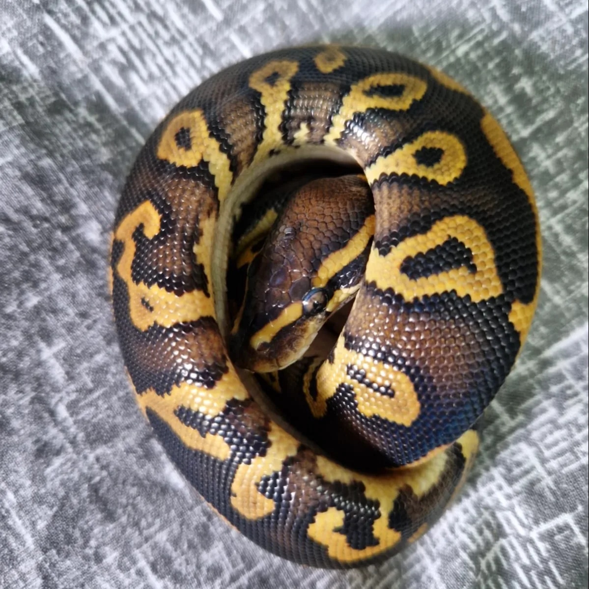 Leopard Phantom 100% Het Pied Ball Python by Royals&ReptilesUK ...