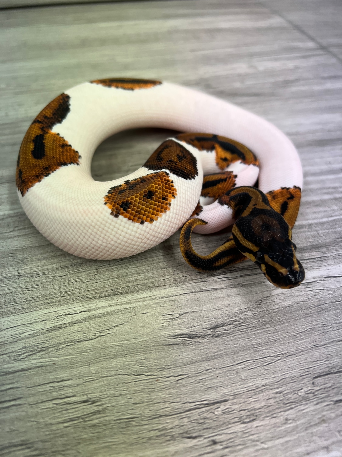 Leopard Yellow Belly Pied Ball Python by Wildracks - MorphMarket