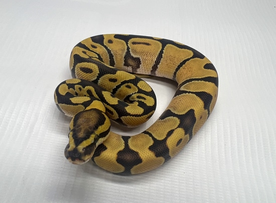 Enchi Dg Het Hypo Ball Python by Twisted Matrix Morphs