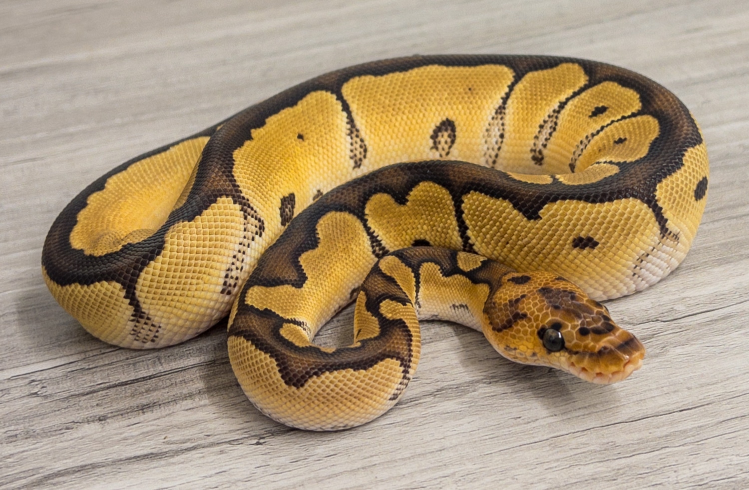 Clown Het Genetic Stripe Ball Python by Twisted Matrix Morphs - MorphMarket