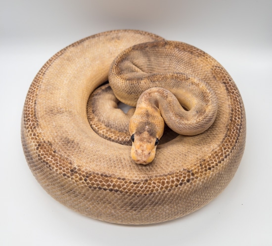 Champagne Dh Dg Clown Ball Python by Twisted Matrix Morphs