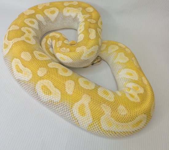 Special Mojave Ball Python by Twisted Matrix Morphs