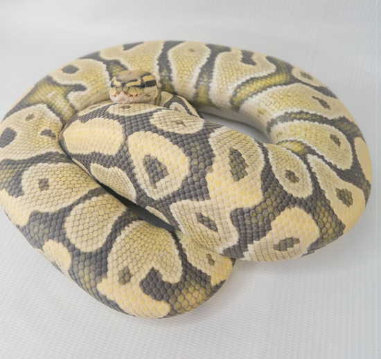 DG Hypo Ball Python by Twisted Matrix Morphs