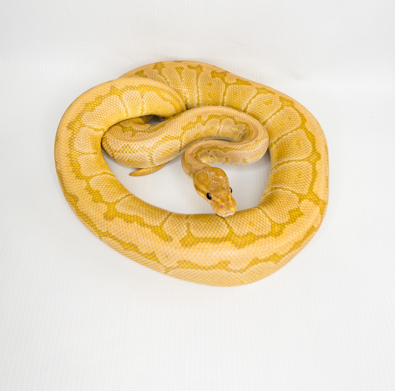 Pinstripe Ultramel Hypo Ball Python by Twisted Matrix Morphs - MorphMarket