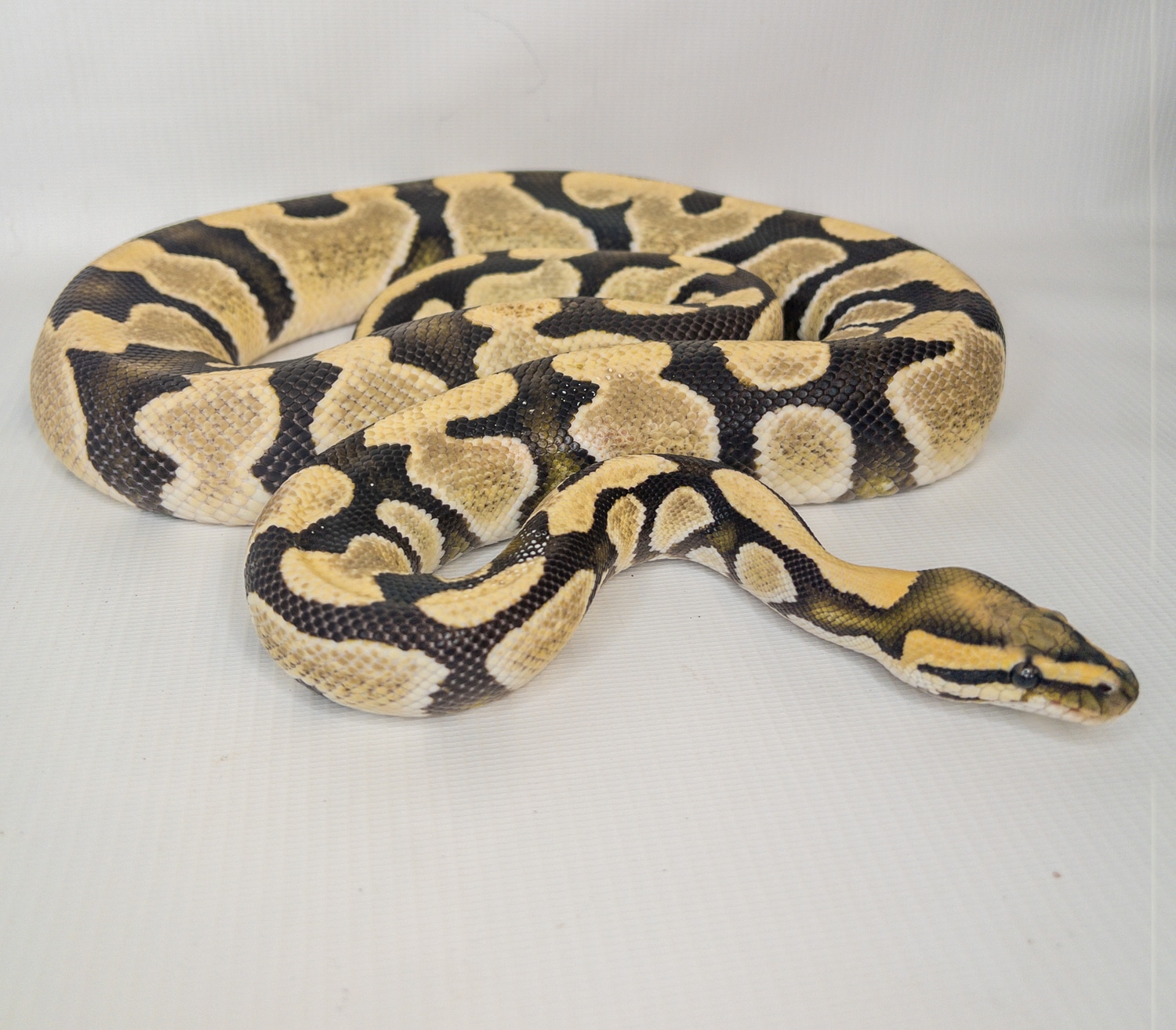 Twisted Matrix Morphs's Collection - MorphMarket