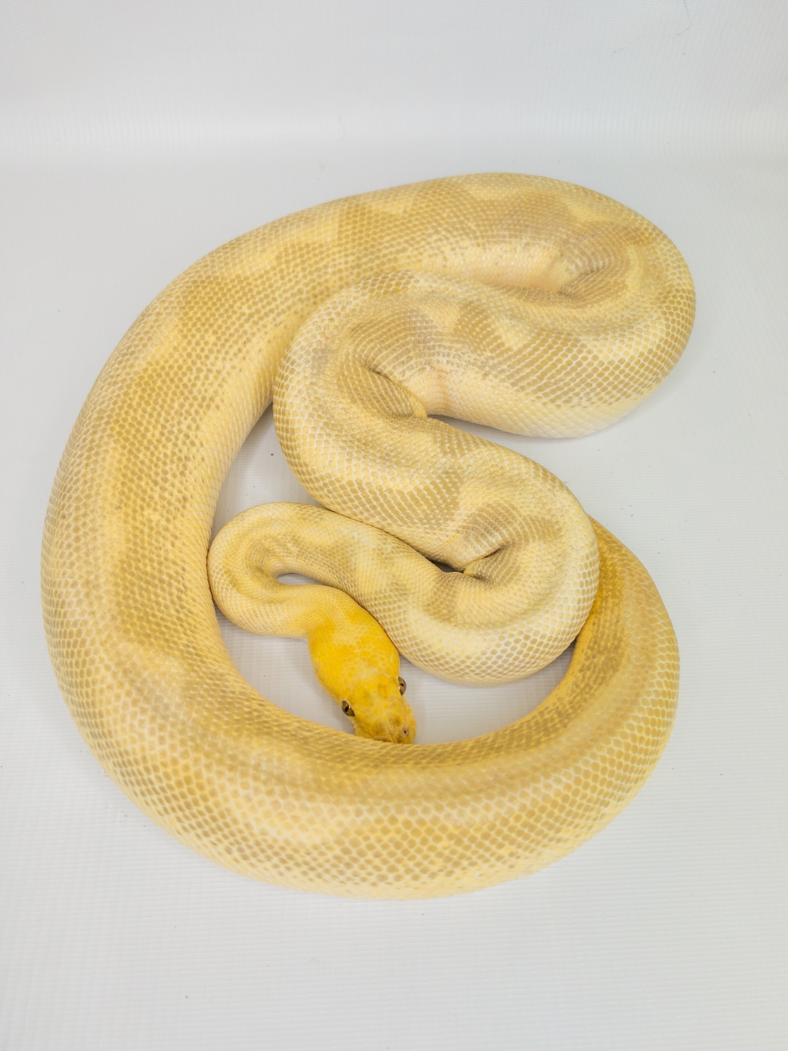 Goldenhead Pastel Butter Enchi Clown Ball Python by Twisted Matrix ...