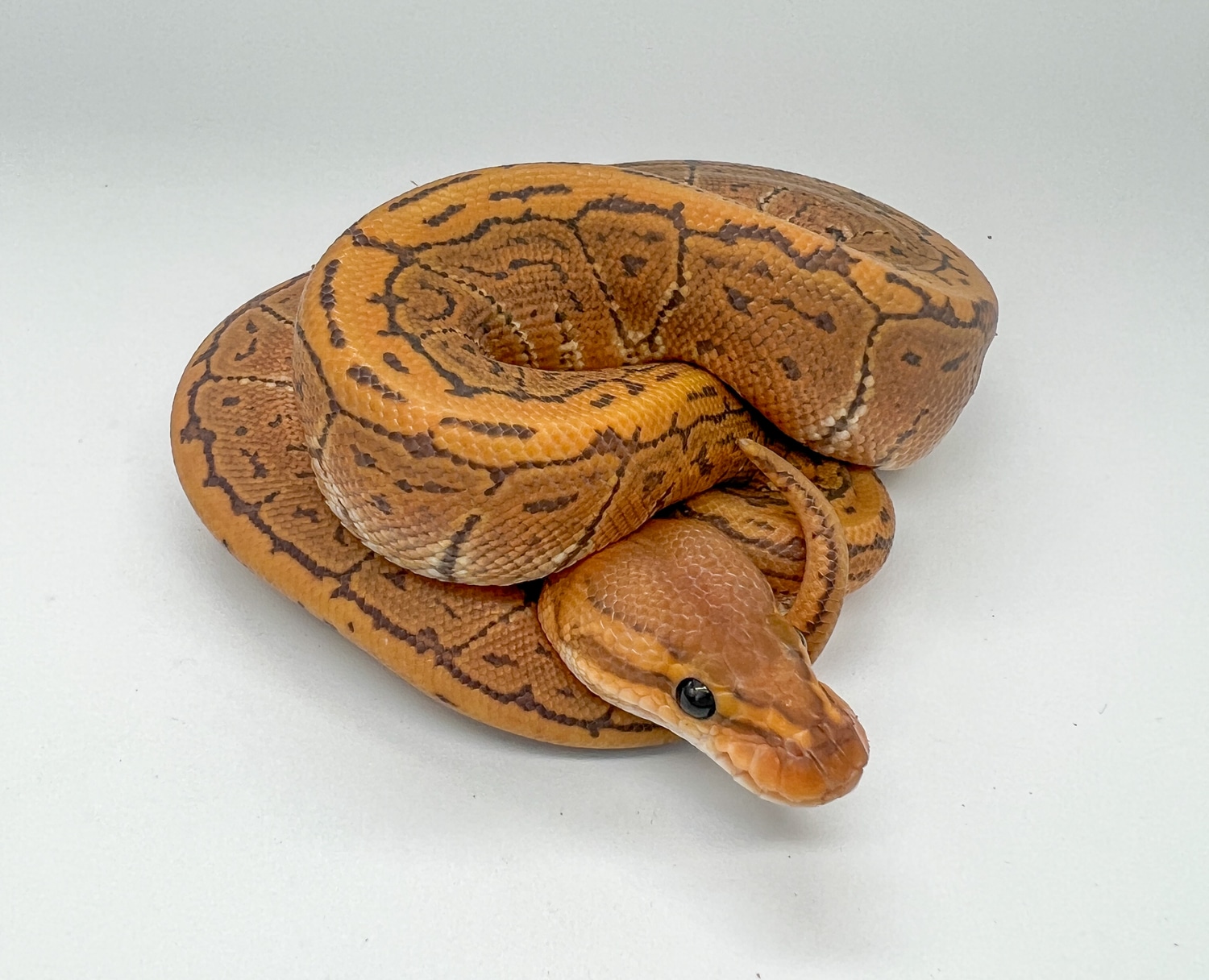Pinstripe Hypo Het Ultramel Pos Het Clown Ball Python by Twisted Matrix ...