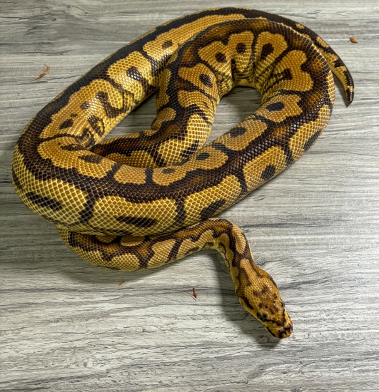 Spotnose Carnivore Clown Ball Python by Twisted Matrix Morphs