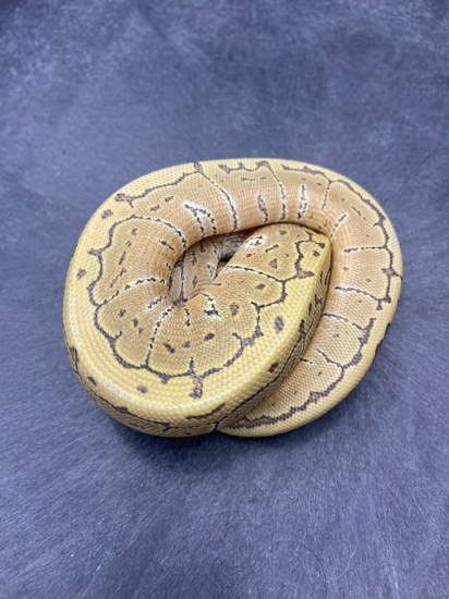Pin Hypo Het Ultramel Ball Python by Twisted Matrix Morphs