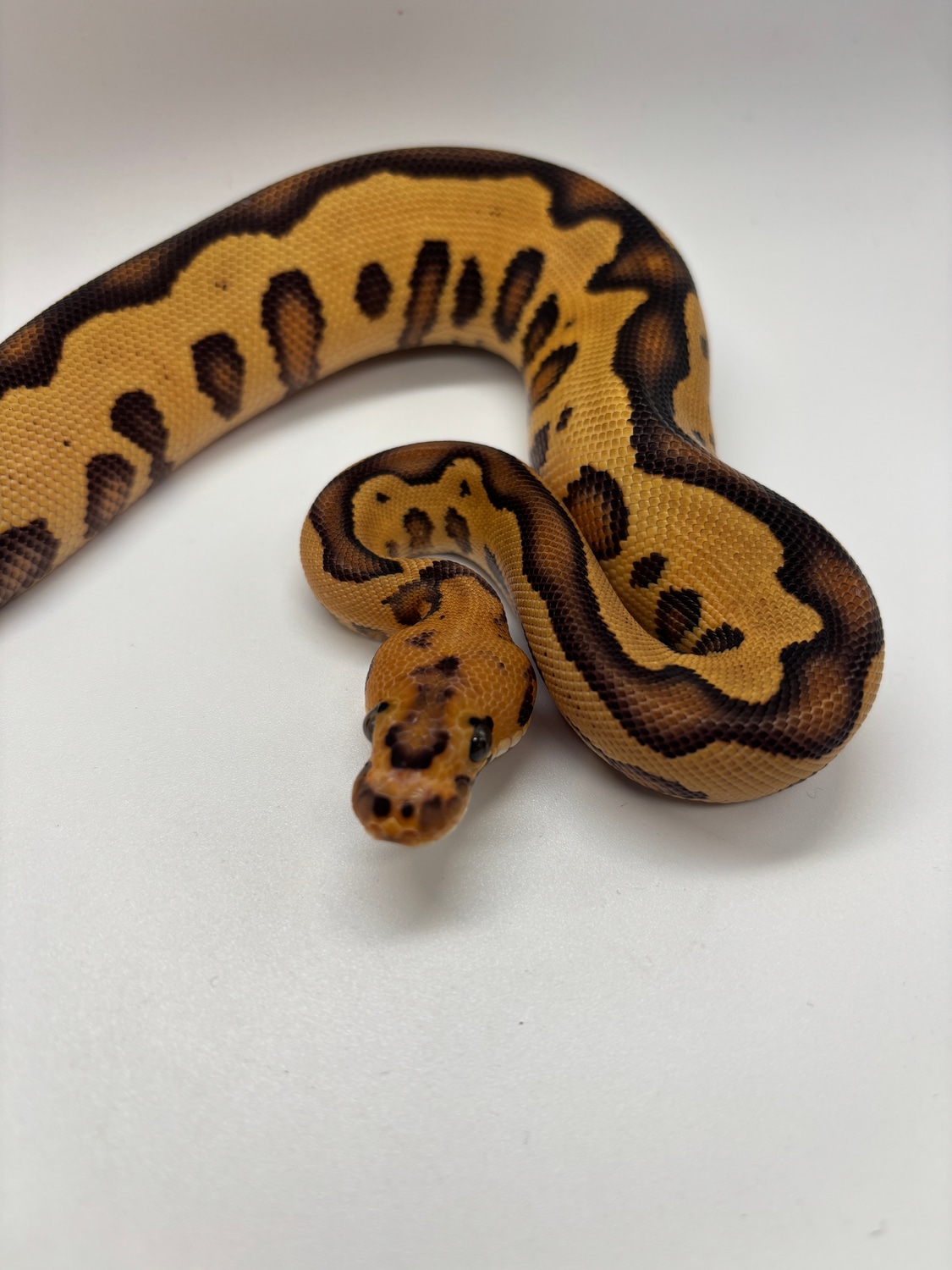 VANILLA FIRE LEOPARD CLOWN HET HYPO POS HET PIED POS OD