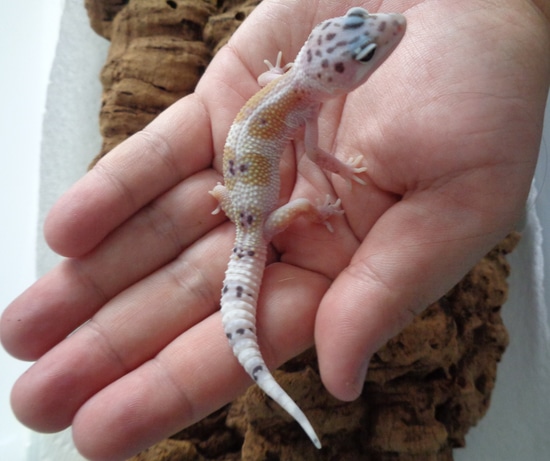Ghost Mack Snow Hypo Jungle Leopard Gecko by DJL Exotics
