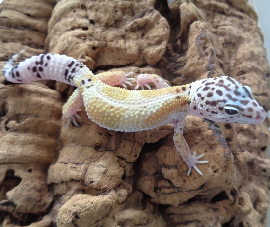 Mack Snow Hypo Ghost Jungle Leopard Gecko by DJL Exotics