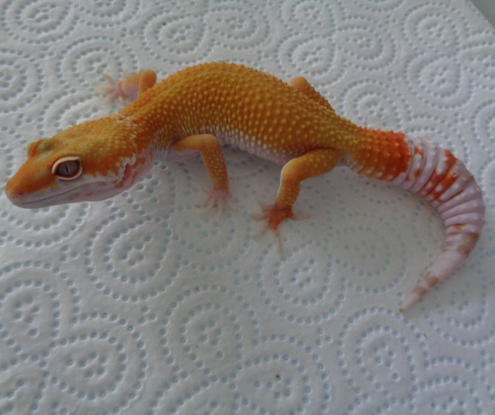 Tremper Albino SHTCTB Leopard Gecko by DJL Exotics