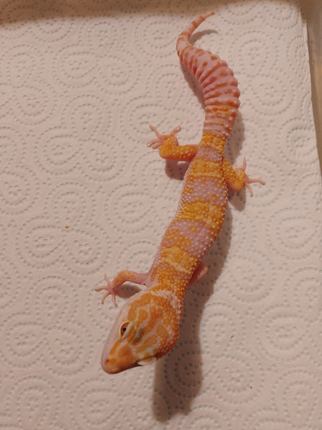 Tangerine Tremper Albino Het Murphy Patternless Het Eclipse Leopard ...