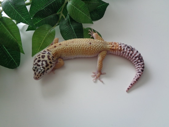 Mack Snow Hypo Ghost Leopard Gecko by DJL Exotics