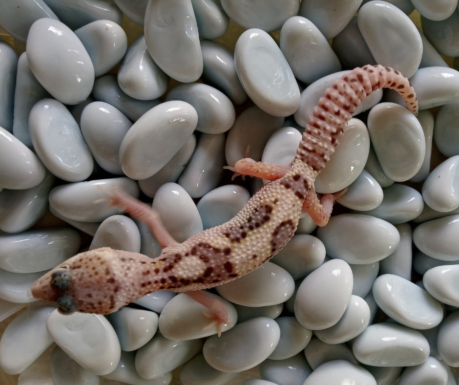 Mack Snow Jungle Het Eclipse Leopard Gecko by DJL Exotics - MorphMarket