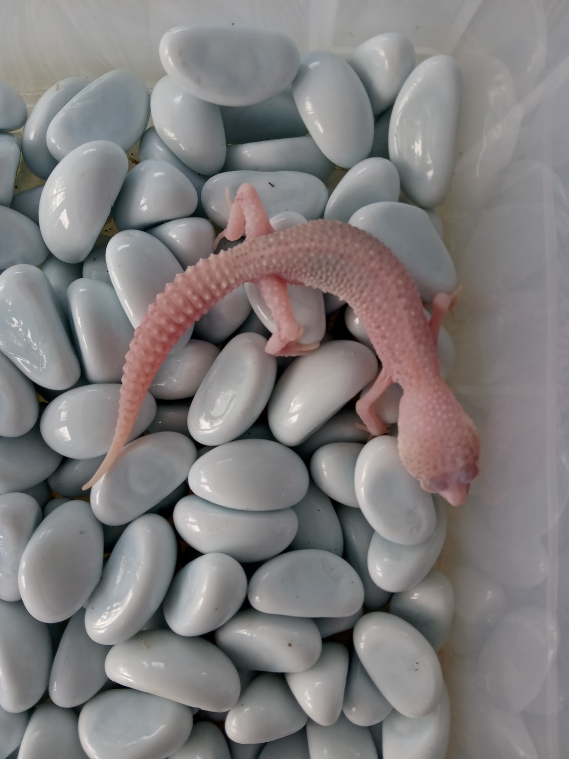 Super Mack Snow Eclipse Bell Albino Leopard Gecko by DJL Exotics ...