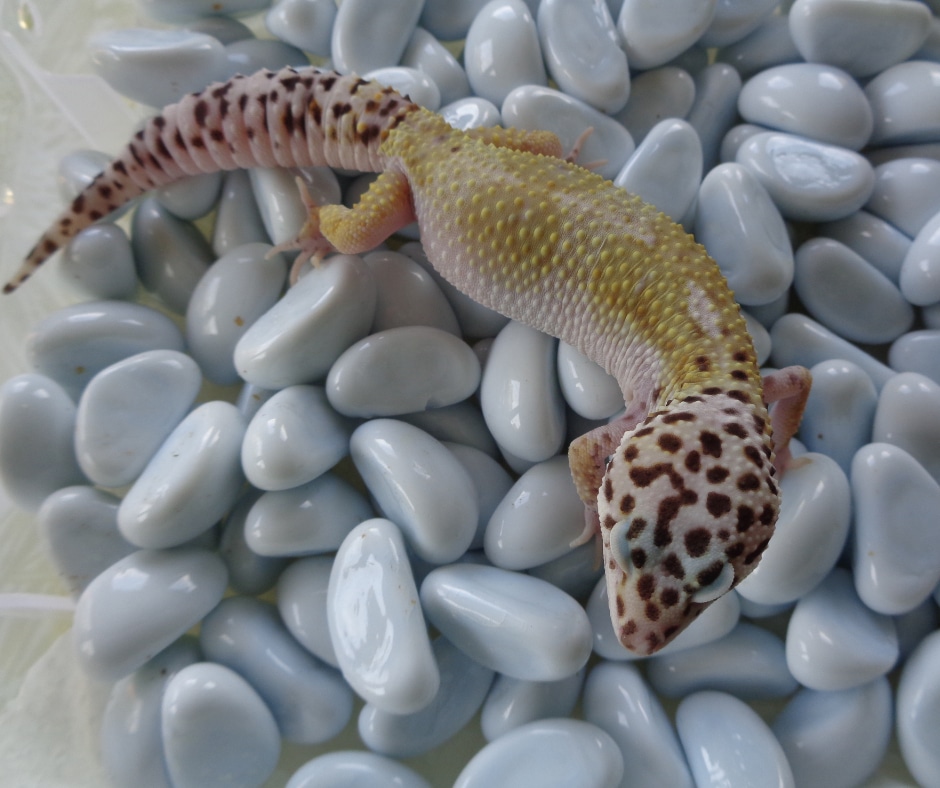 Mack Snow Ghost Leopard Gecko by DJL Exotics - MorphMarket