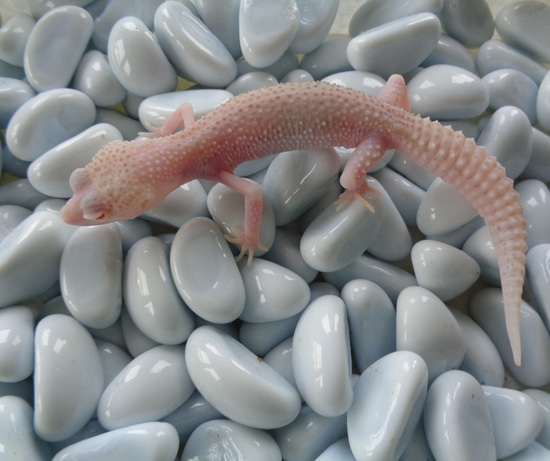 Super Mack Snow Eclipse Bell Albino Leopard Gecko by DJL Exotics