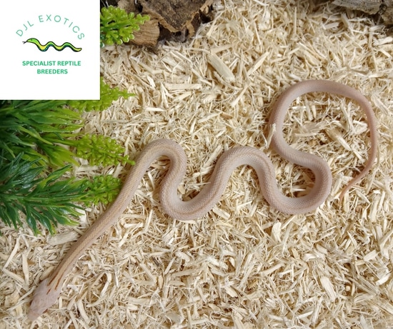 Snow Toffee Stripe Corn Snake by DJL Exotics