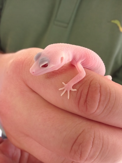 Super Snow Raptor Leopard Gecko by DJL Exotics