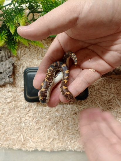 Kenyan Sand Boa Normal by DJL Exotics