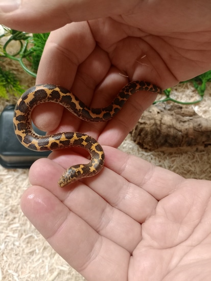 Kenyan Sand Boa - Normal by DJL Exotics