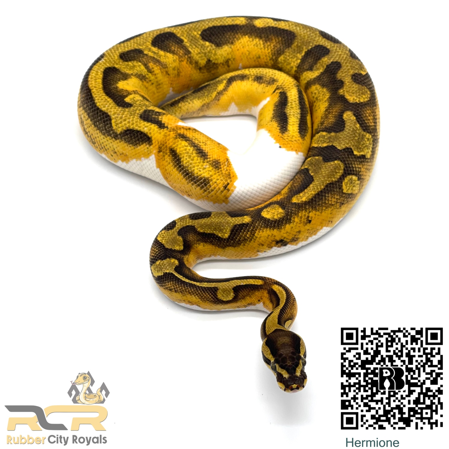 Enchi YB GeneX Piebald 50% Het Axanthic (MJ) Ball Python by Rubber City ...