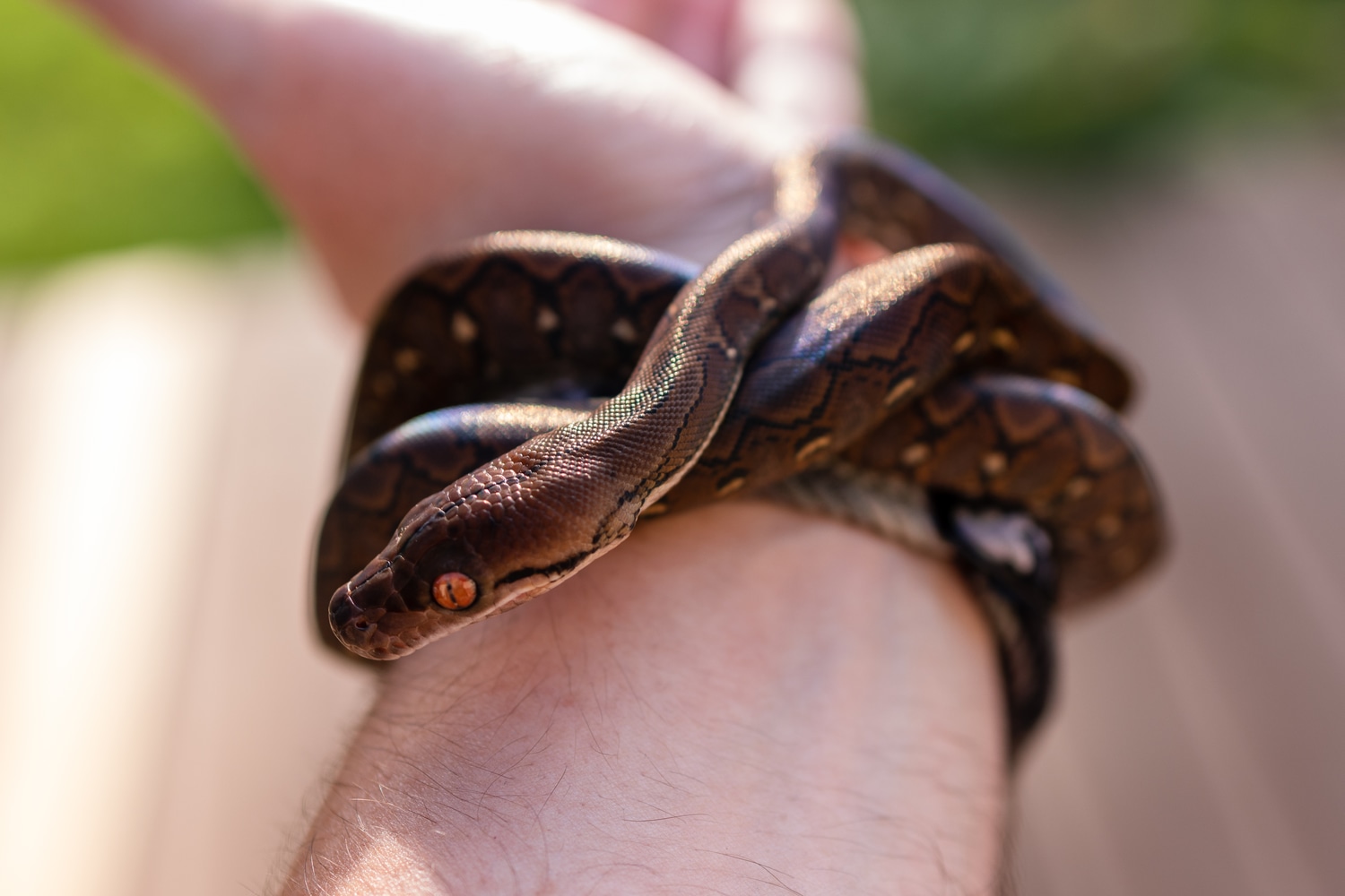 75%SD/12.5%D Wildtype Reticulated Python by Rubber City Royals LLC ...
