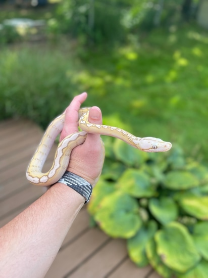 50%SD/9.37%D Motley Purple Snow Reticulated Python by Rubber City ...