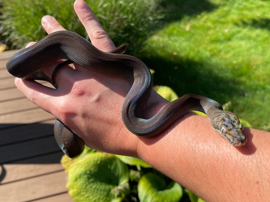 50%SD/9.37%D Motley GC Anery Reticulated Python by Rubber City Royals LLC