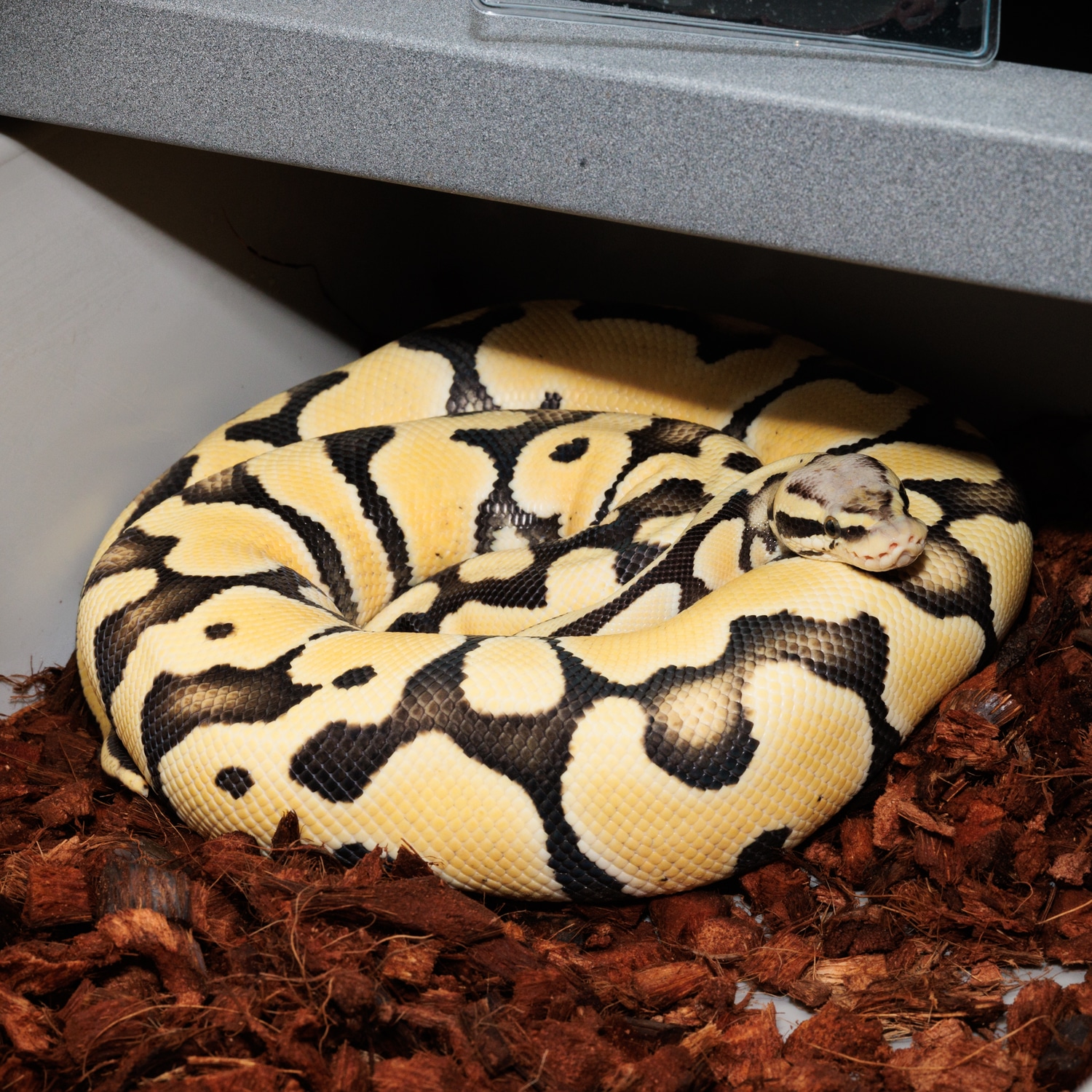 Pastel Desert Ghost 66% Het Axanthic (VPI) Ball Python by Rubber City ...