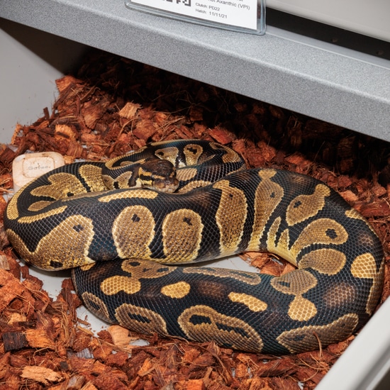 100% Het Sunset Ball Python by Rubber City Royals LLC