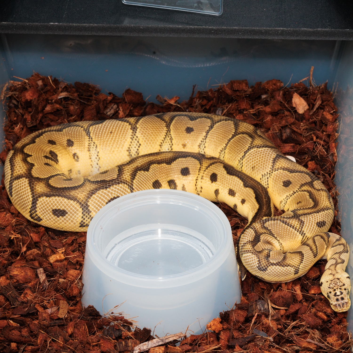 Pastel Clown Het Axanthic (VPI) Ball Python by Rubber City Royals LLC ...