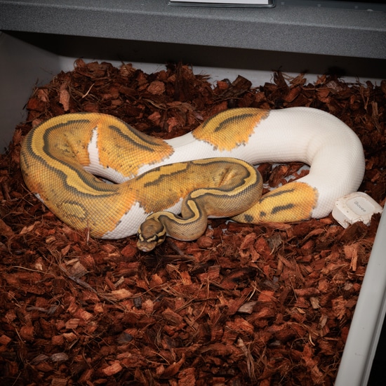 Hypo Piebald Ball Python by Rubber City Royals LLC