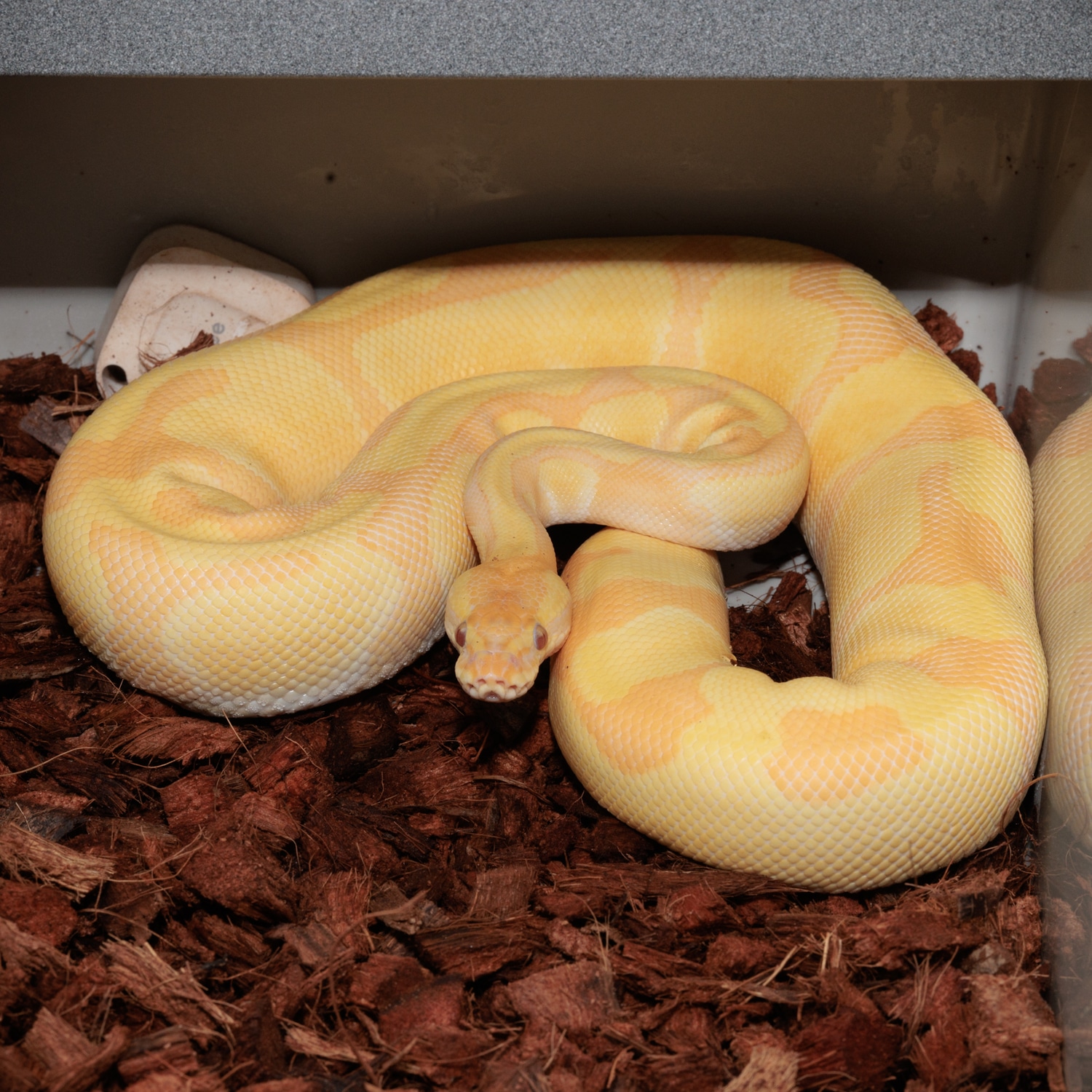 Enchi Lavender Albino Het Piebald Ball Python by Rubber City Royals LLC ...