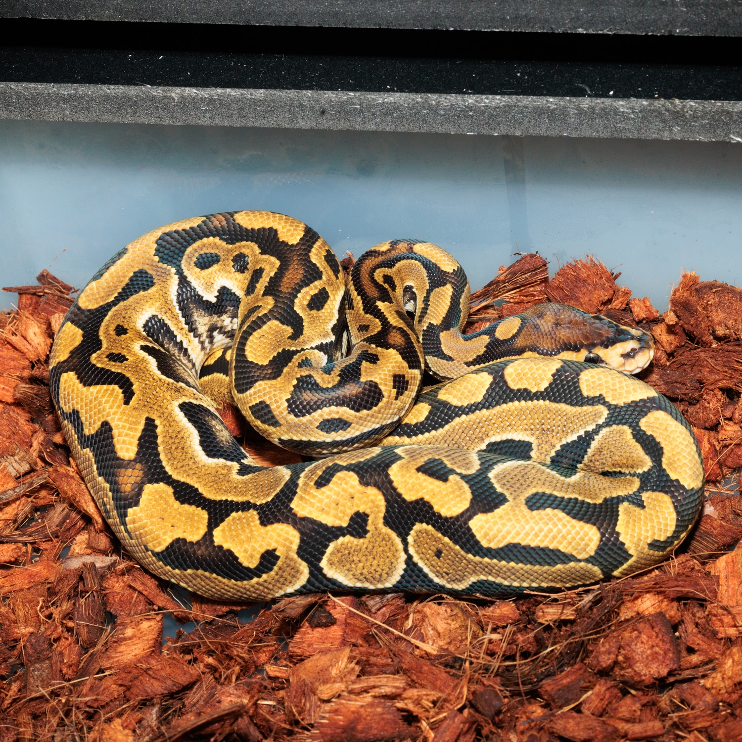 Puzzle Het Hypo Ball Python by Rubber City Royals LLC - MorphMarket